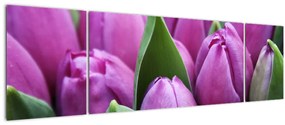 Obraz - květy tulipánů (170x50 cm)