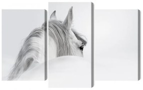 Vícedílný obraz Andaluský Kůň V Mlze Nedostatek Nedostatek Plátno Canvas 150x100