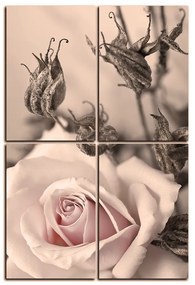 Obraz na plátně - Růže a uschlé rostliny - obdélník 7225FE (120x80 cm)