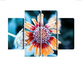 Vícedílný obraz Rudbeckia Květiny Pokryté Mrazem Nedostatek Nedostatek Přírodní plátno 160x120