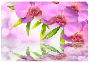 Fototapeta - Orchids in lilac colour