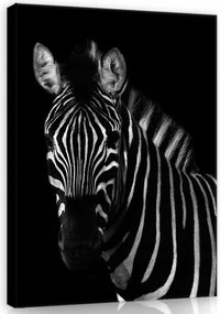 Obraz 75x100 Zebra černobílý portrét zvířete africká fauna minimalismus