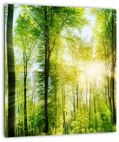 Obraz - Svítání v lese (30x30 cm)
