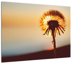 Obraz Pampelišky v západu slunce (70x50 cm)