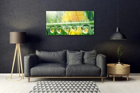 akrylový obraz Stonek Kapky Rosa Rostlina 100x50 cm
