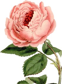 Obrázek růžová provence růže A5 (148 x 210 mm): A5