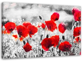 Obraz na plátně Vlčí máky Květiny Červená příroda - 60x40 cm