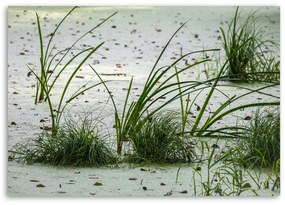 Gario Obraz na plátně Zelená tráva na pláži Rozměry: 60 x 40 cm