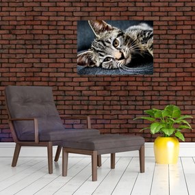 Obraz - Kotě (70x50 cm)