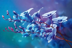 DIMEX | Samolepicí vliesová fototapeta na zeď Modré orchideje MA-5-1312 | 375 x 250 cm | modrá, červená