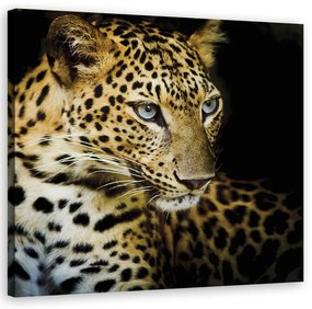 Obraz na plátně, Majestic Leopard - 40x40 cm