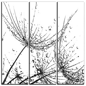 Obraz na plátně - Pampelišková semínka s kapkami vody - čtverec 3202QB (105x105 cm)