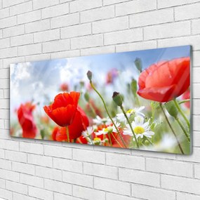 Plexisklo-obraz Máky Sedmikrásky Květiny 125x50 cm