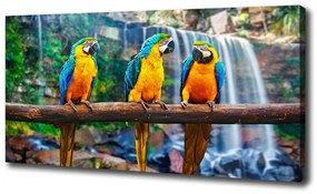 Wallmuralia Foto obraz na plátně Papoušci na větvi 100x50