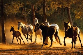 Plakát, Obraz - Horses Andaluces, (91.5 x 61 cm)