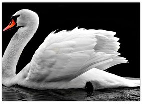 Obraz černobílé labutě (70x50 cm)