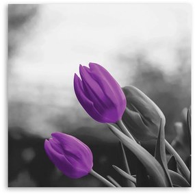 Gario Obraz na plátně Dva fialové tulipány Rozměry: 30 x 30 cm
