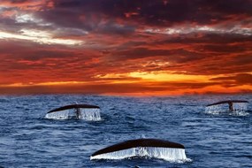 DIMEX | Samolepicí vliesová fototapeta na zeď Ocasy velryb MA-5-0525 | 375 x 250 cm | modrá, červená, černá, oranžová