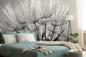 Tapeta rozkvetlá pampeliška černobílá - 300x200 cm
