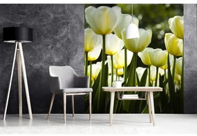 DIMEX | Vliesová fototapeta na zeď Bílé tulipány MS-3-0127 | 225 x 250 cm | žlutá, zelená, bílá