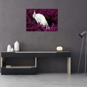 Obraz - Bílý páv (70x50 cm)