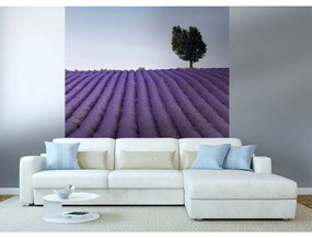 DIMEX | Vliesová fototapeta na zeď Levandulové pole MS-3-0088 | 225 x 250 cm | fialová, zelená, modrá