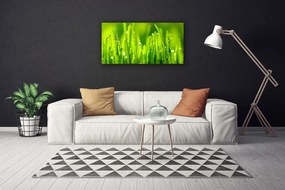 Obraz na plátně Zelená Tráva Kapky Rosy 100x50 cm