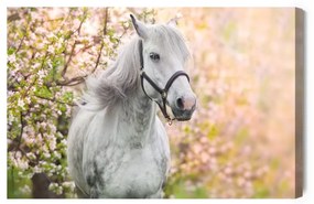 Obraz Kůň Na Pozadí Květin Nedostatek Nedostatek Přírodní plátno 30x20