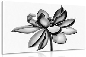 Obraz akvarelový lotosový květ v černobílém provedení Varianta: 90x60