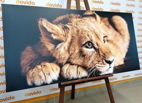 Obraz mládě lva - 100x50 cm