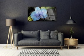 Obraz na skle Květ Kameny Rostlina 125x50 cm