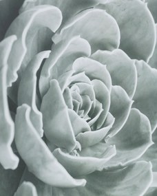 Obraz Succulents I 40x50xcm