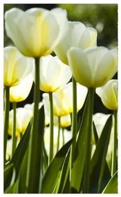 DIMEX | Vliesová fototapeta na zeď Bílé tulipány MS-2-0127  | 150 x 250 cm | žlutá, zelená, bílá