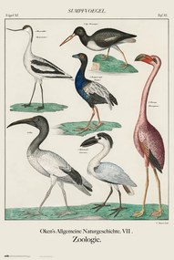 Plakát, Obraz - Vintage Birds, (61 x 91.5 cm)