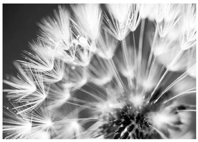 Fototapeta - Dandelion: Kiss of the Morning