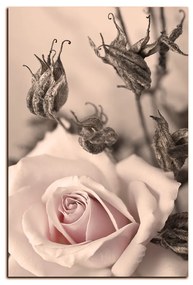 Obraz na plátně - Růže a uschlé rostliny - obdélník 7225FA (120x80 cm)