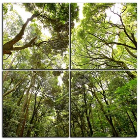 Obraz na plátně - Zelené stromy v lese - čtverec 3194E (100x100 cm)