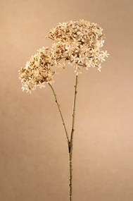 Paramit DRY CROWN FLOWER Aranžovací květina krémová 71 cm