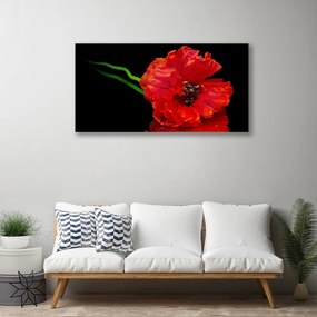 Obraz na plátně Květ Mák Rostlina Příroda 100x50 cm