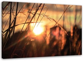 Obraz na plátně Tráva Západ slunce Příroda - 100x70 cm