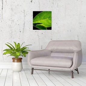 Obraz - zelený list (30x30 cm)