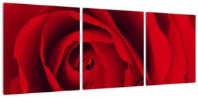 Detail červené růže - obraz
