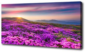 Wallmuralia Foto obraz na plátně do obýváku Květiny v horách 100x50