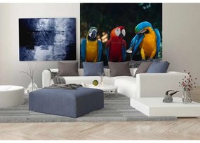 DIMEX | Vliesová fototapeta na zeď Barevní papoušci Ara MS-3-0223 | 225 x 250 cm | vícebarevná