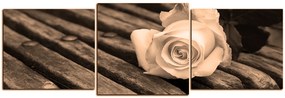 Obraz na plátně - Bílá růže na lavici - panoráma 5224FD (90x30 cm)