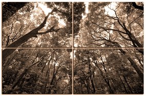 Obraz na plátně - Zelené stromy v lese 1194FE (90x60 cm)