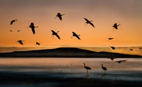 Umělecká fotografie Fly-in at Sunset, Shenshen Dou, (40 x 24.6 cm)