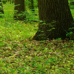 Malvis Tapeta Lesní pěšina Vel. (šířka x výška): 432 x 290 cm