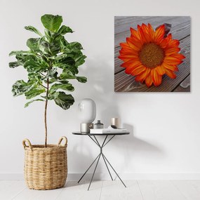 Obraz na plátně, Oranžová slunečnice - 50x50 cm