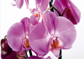 Fototapeta na zeď čtyřdílná FTS 0049 orchidej, velikost 360x254 cm
